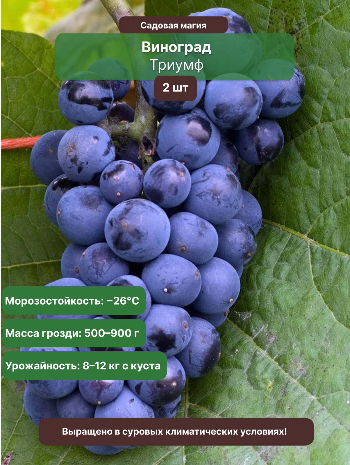 Виноград Триумф 2 шт / многолетний, раннеспелый, морозостойкий сорт