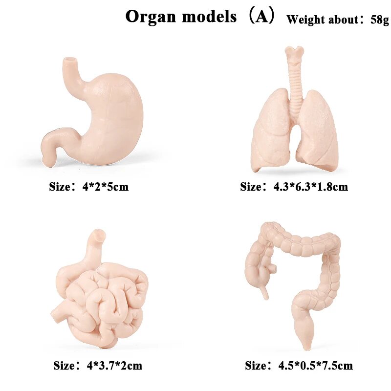 Модели органов тела (A) 4шт, Цвет: 4pcs