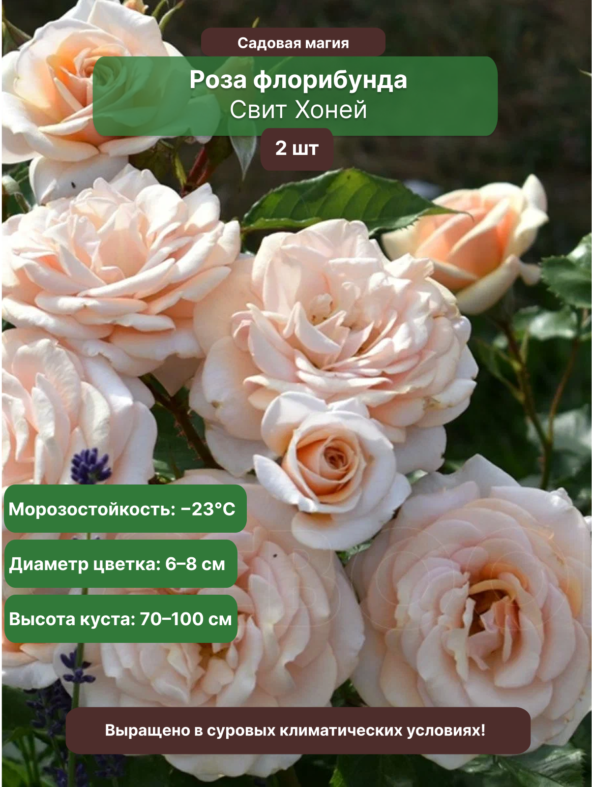 Роза "Свит Хоней", флорибунда, 2 саженца , многолетняя, кремового цвета