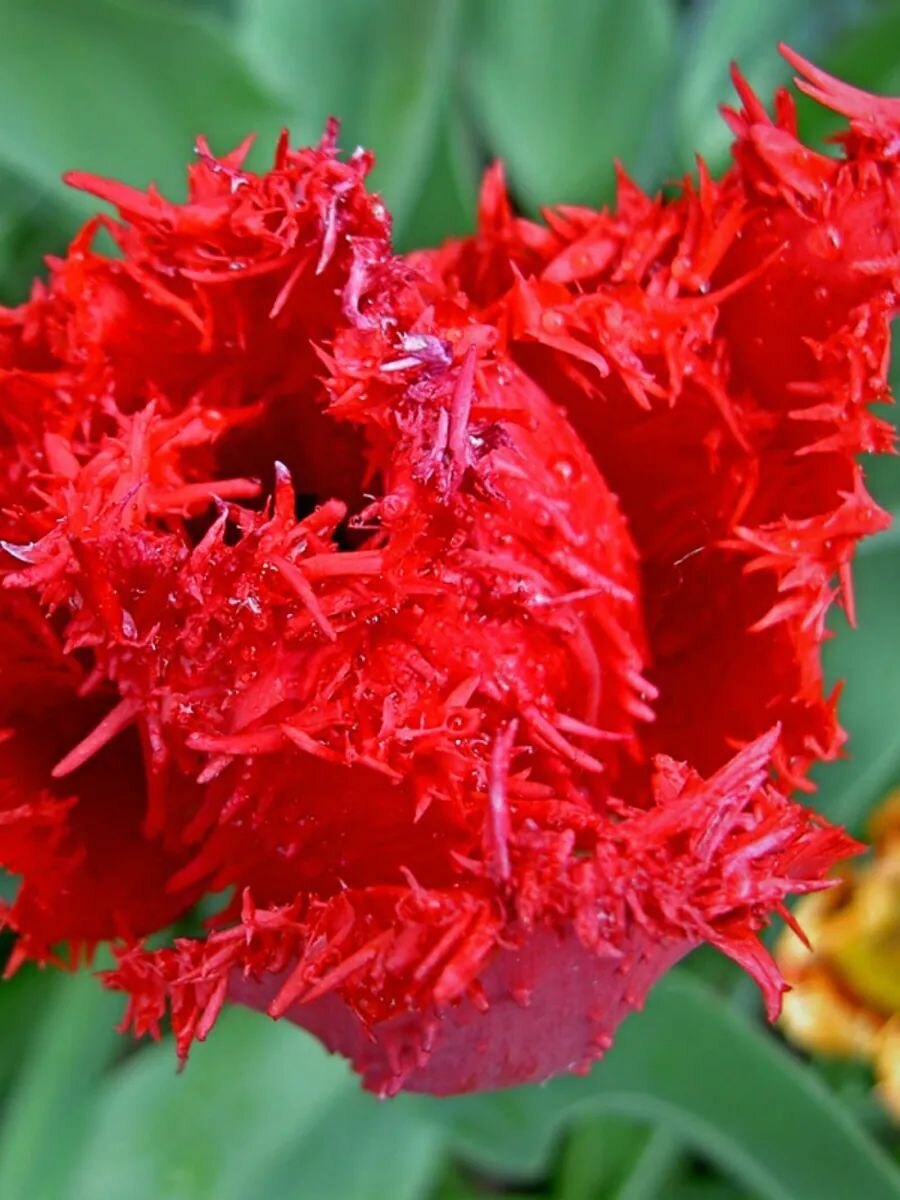 Тюльпан Катар бахромчатый 5шт. / Луковицы тюльпанов бахромчатых