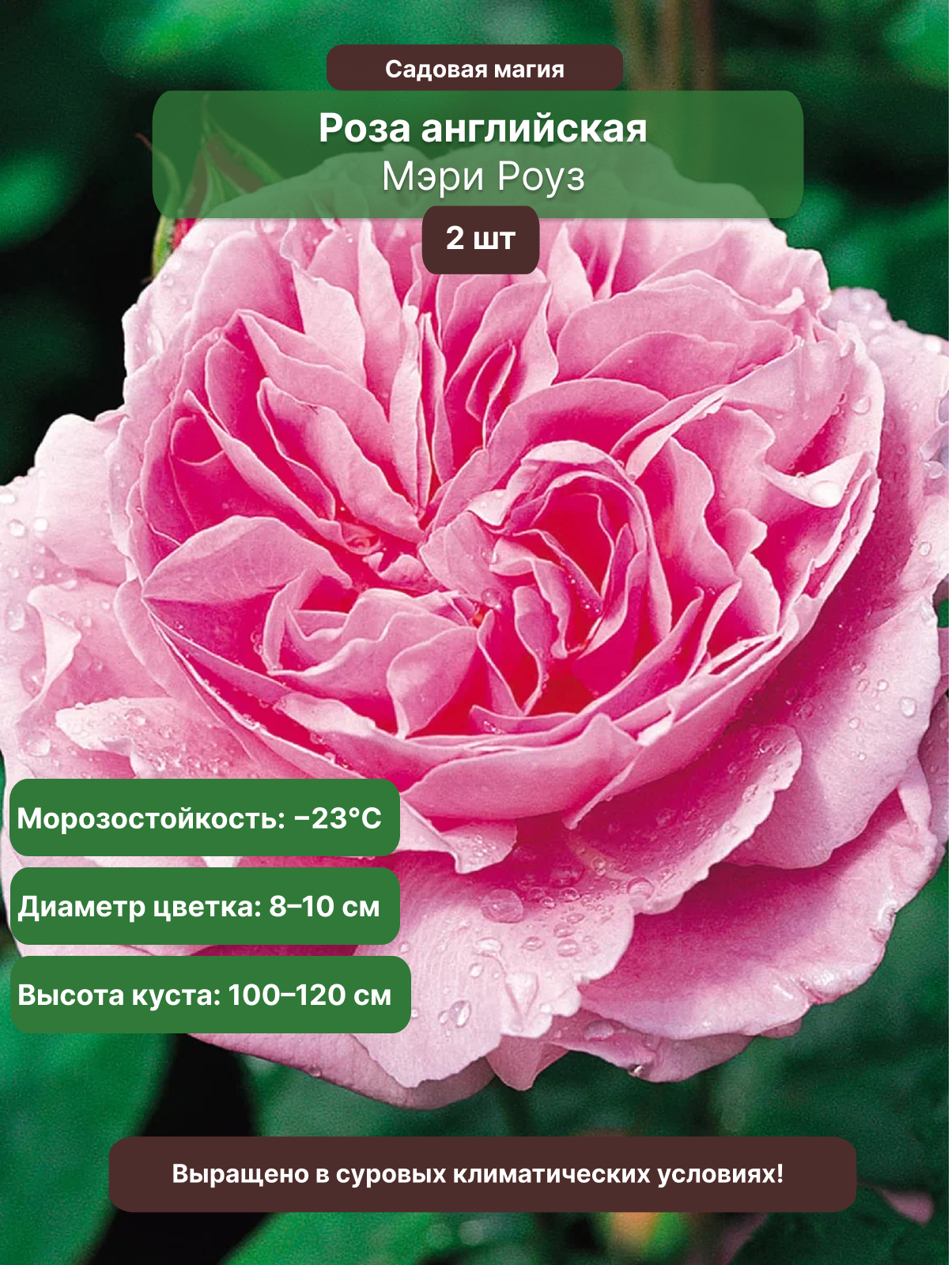 Роза английская Мэри роуз , 2 саженца , многолетняя , розовая