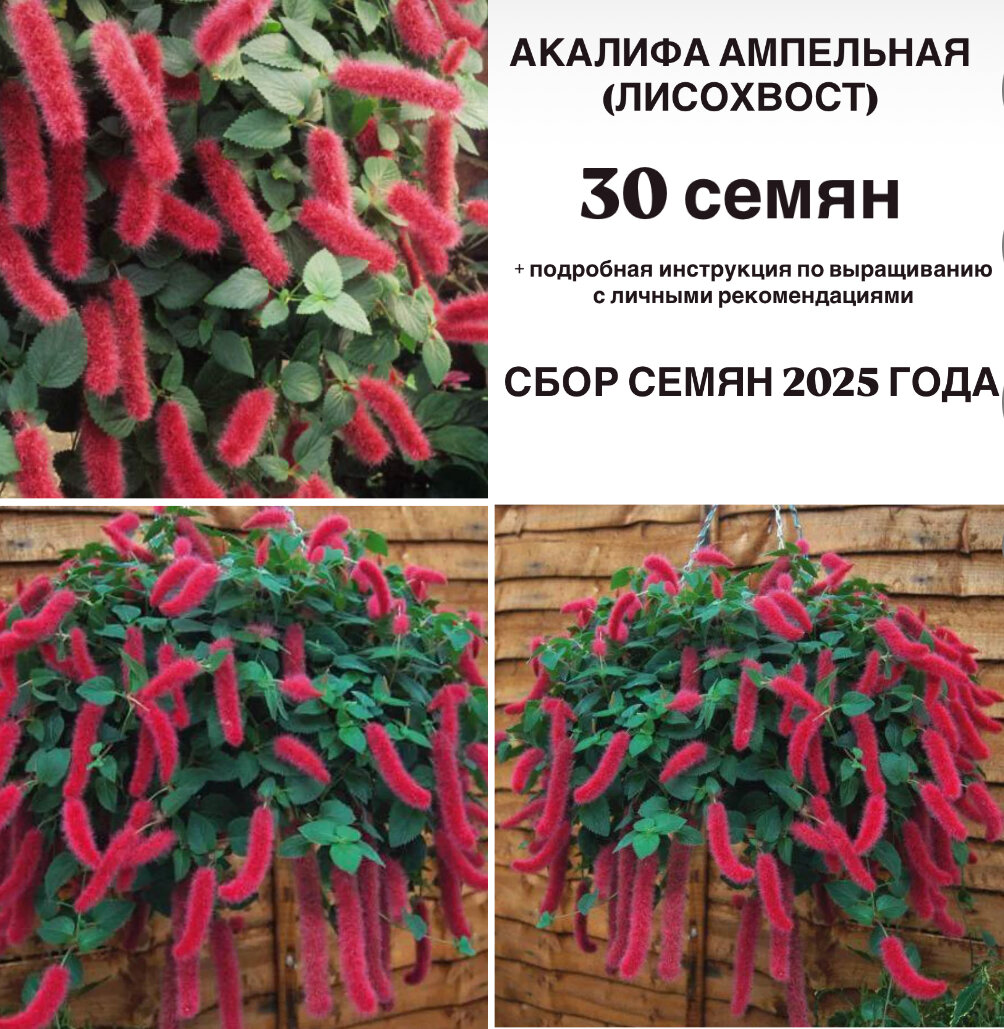 Акалифа ампельная - 30 семян