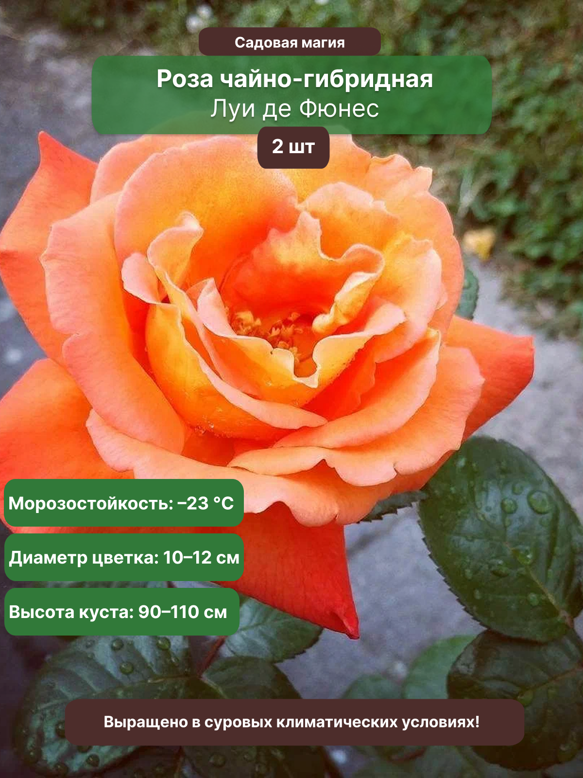 Роза Луи де Фюнес, чайно-гибридный сорт, оранжевые цветы, 2шт