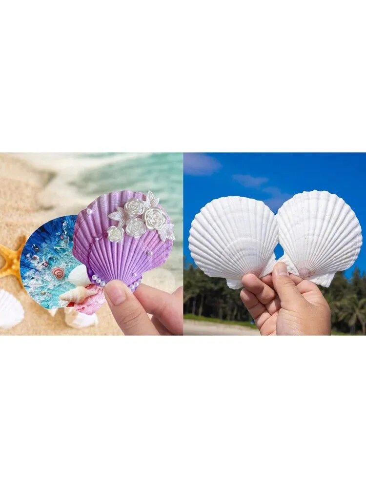 Белые морские ракушки