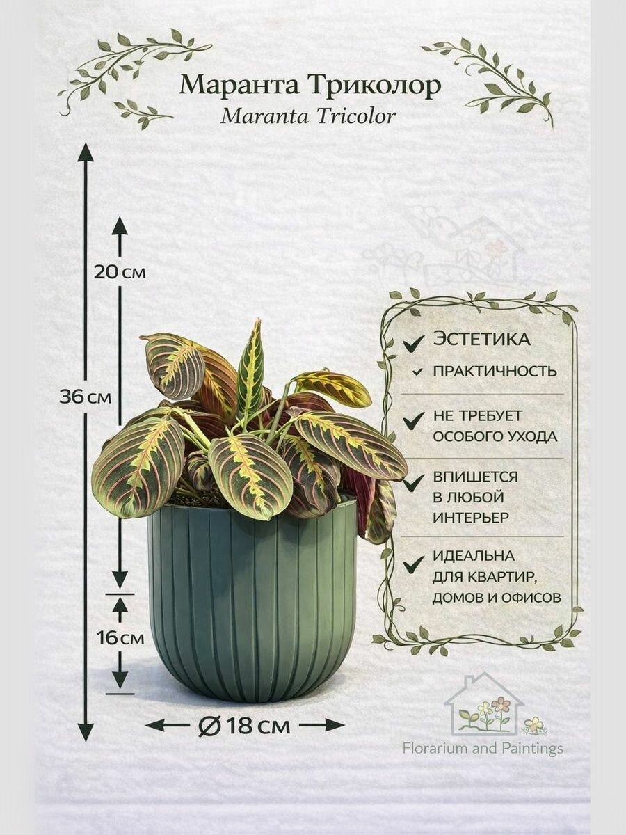 Комнатное растение Маранта триколор (лат. Maranta leuconeura Tricolor)