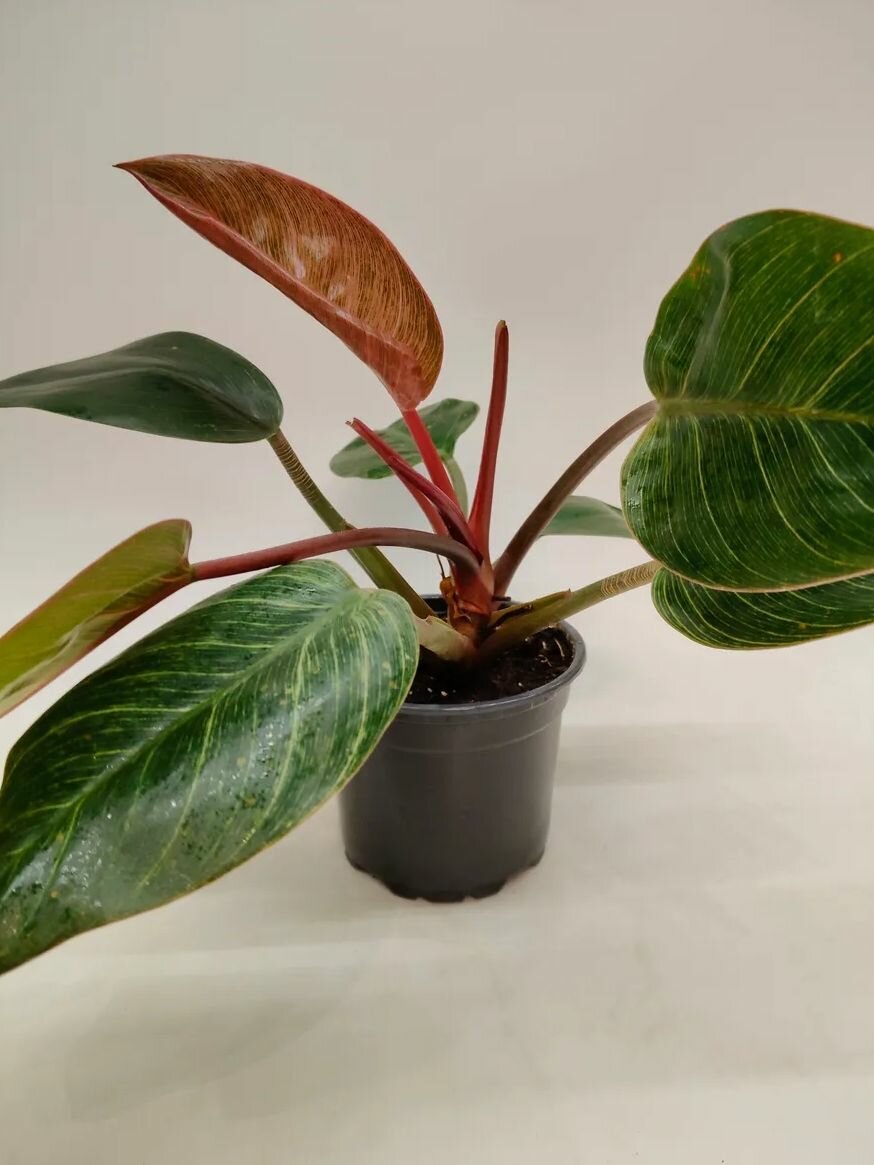 Филодендрон Пинк Биркин / Philodendron Pink Birkin комнатное растение в горшке, редкий сорт, живое растение для дома и офиса — фото 1