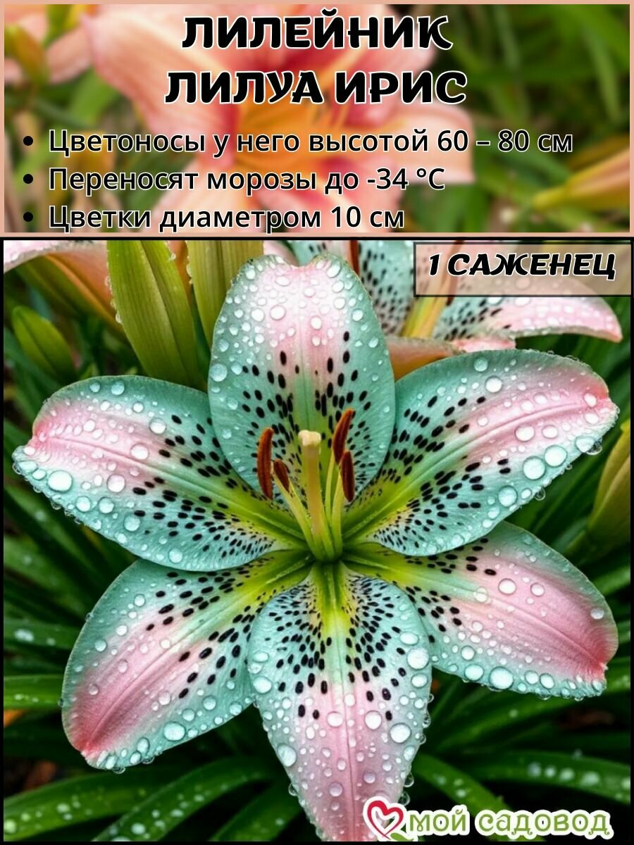 Лилейник саженец, многолетник 1 штука