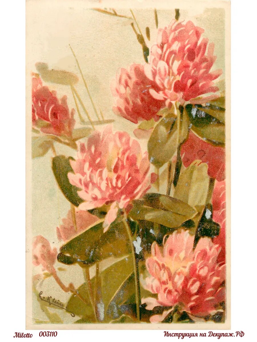 Декупажная карта рисовая бумага А4 цветы красный клевер