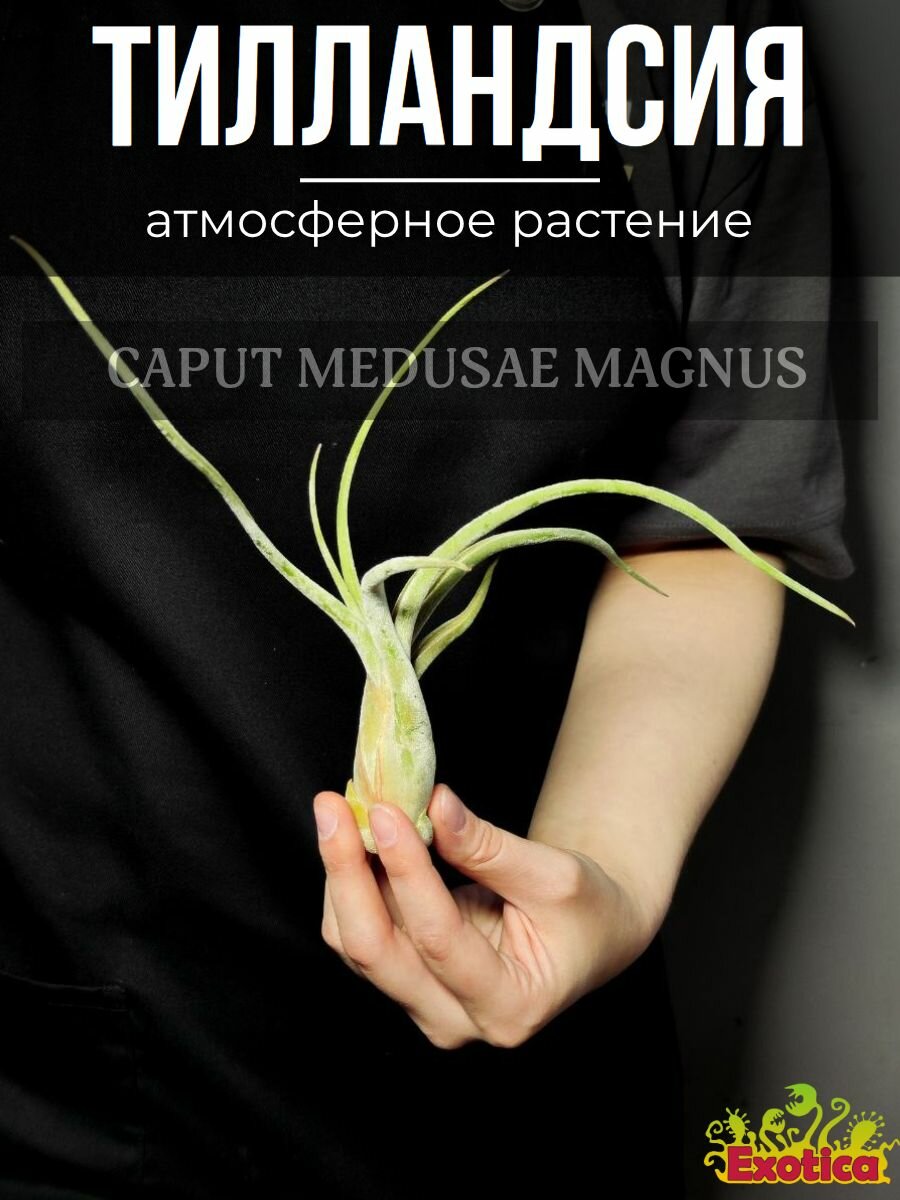 Тилландсия Голова Медузы Большая (Tillandsia Caput Medusae Magnus), атмосферное растение