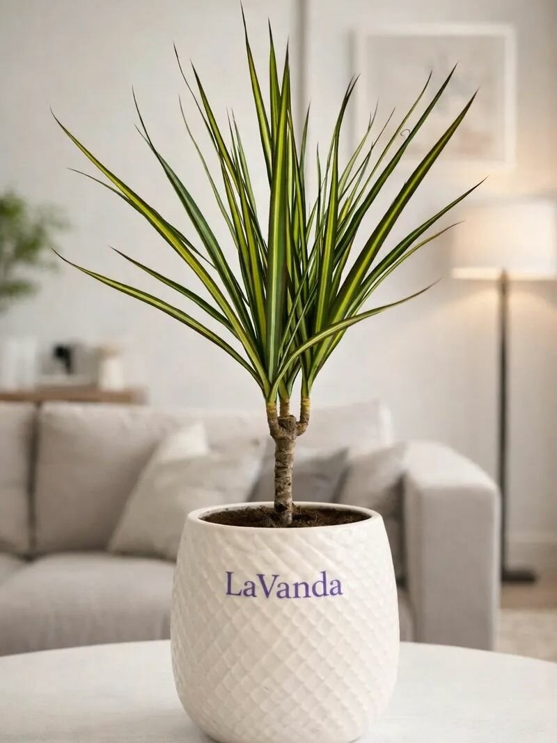 Драцена Маргината Санрей (Dracaena marginata 'Sunray') живое комнатное растение в горшке, пестролистная драцена