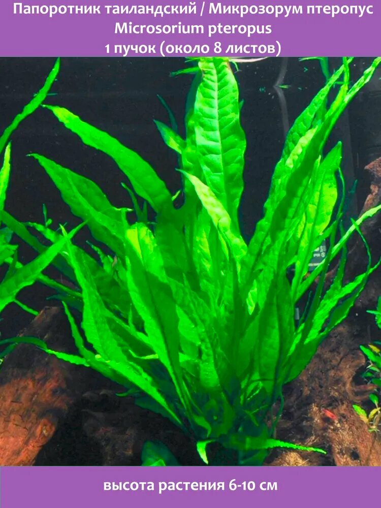 Bestfish24 Папоротник таиландский 1 пучок (около 8 листов) растения для аквариума