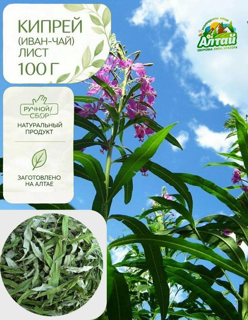 Кипрей узколистный (Иван-чай), лист зеленый, АлтайМир, 100 г