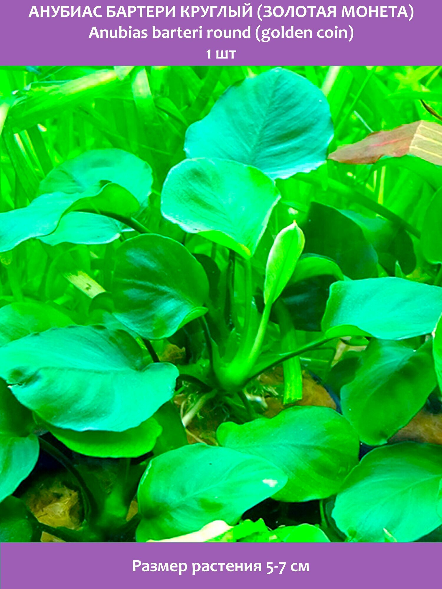 Bestfish24 Анубиас бартери круглый (золотая монета) 5-7см, 1 шт растения для аквариума