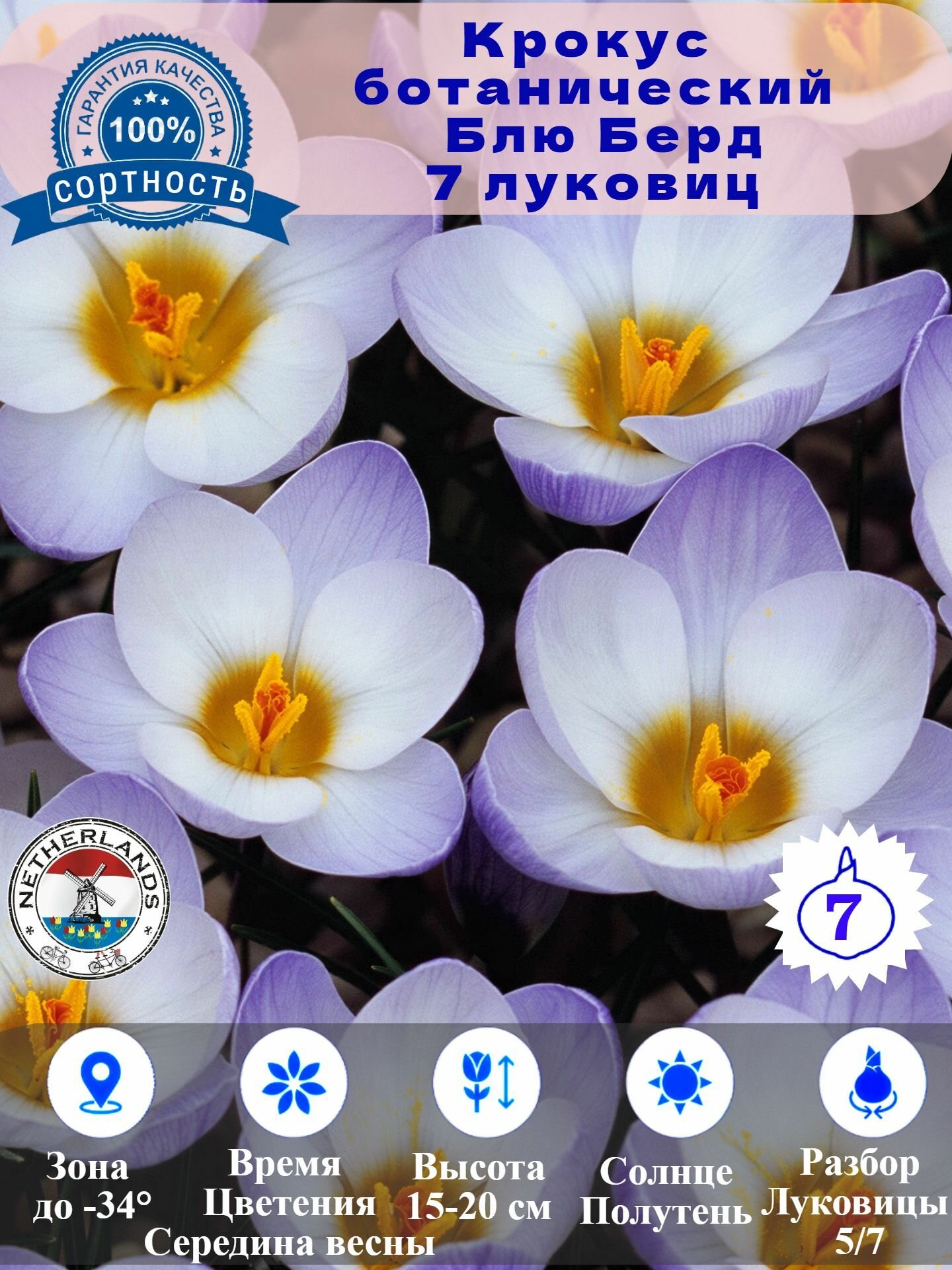 Крокус ботанический Блю Пёрл, луковицы 7 штук
