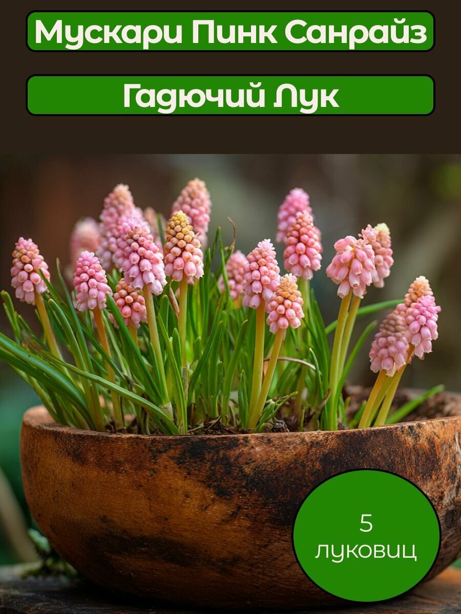 Мускари Пинк Санрайз (Гадючий Лук) луковицы 5 шт