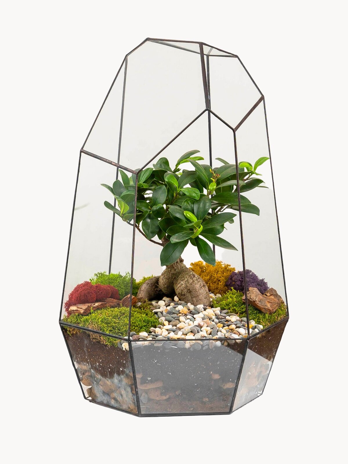 Geo Glass: Дерево Бонсай , флорариум из стекла , подарок , гинсенг , фикус микрокарпа 45 см