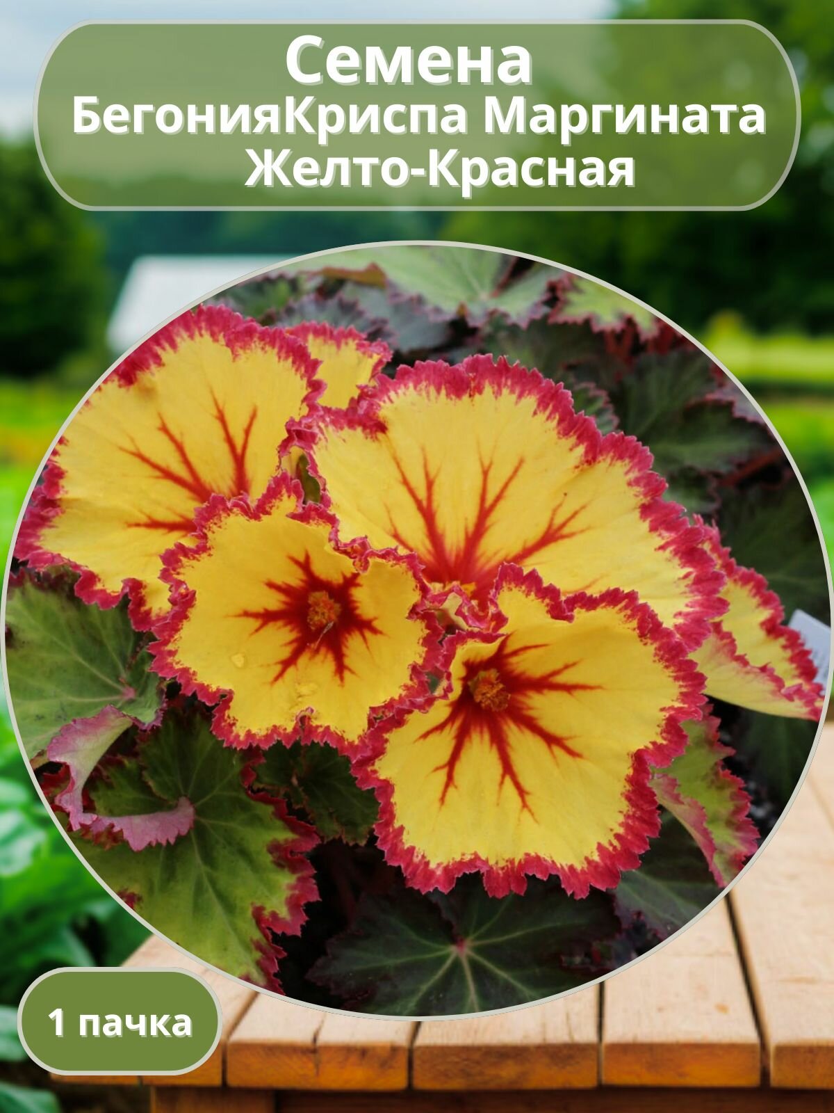 Бегония Криспа Маргината Желто-Красная, семена 10 шт