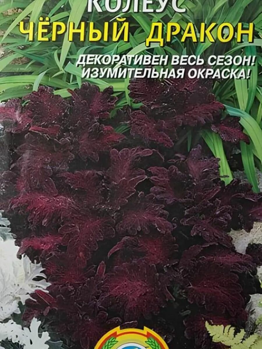 Колеус Черный дракон 10 шт, Плазменные семена