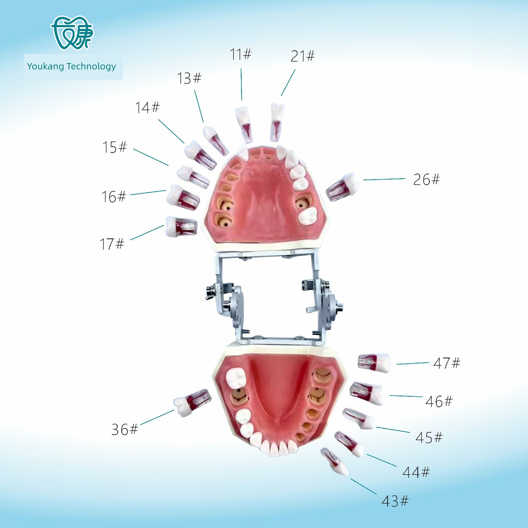 Модель зуба для практики экзаменов по оральной хирургии: имитация удаления пульпы корневого канала, подготовка зуба для