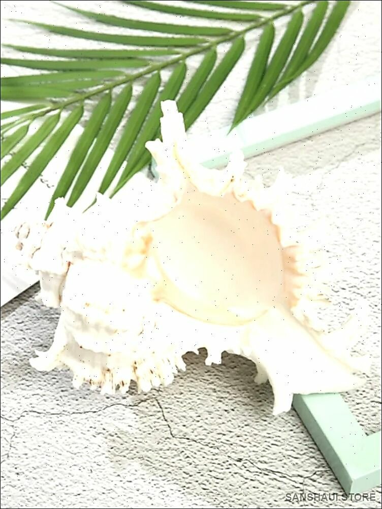 Ракушка морская, натуральная Мурекс, " Белая невеста" 10см./декорация для аквариума