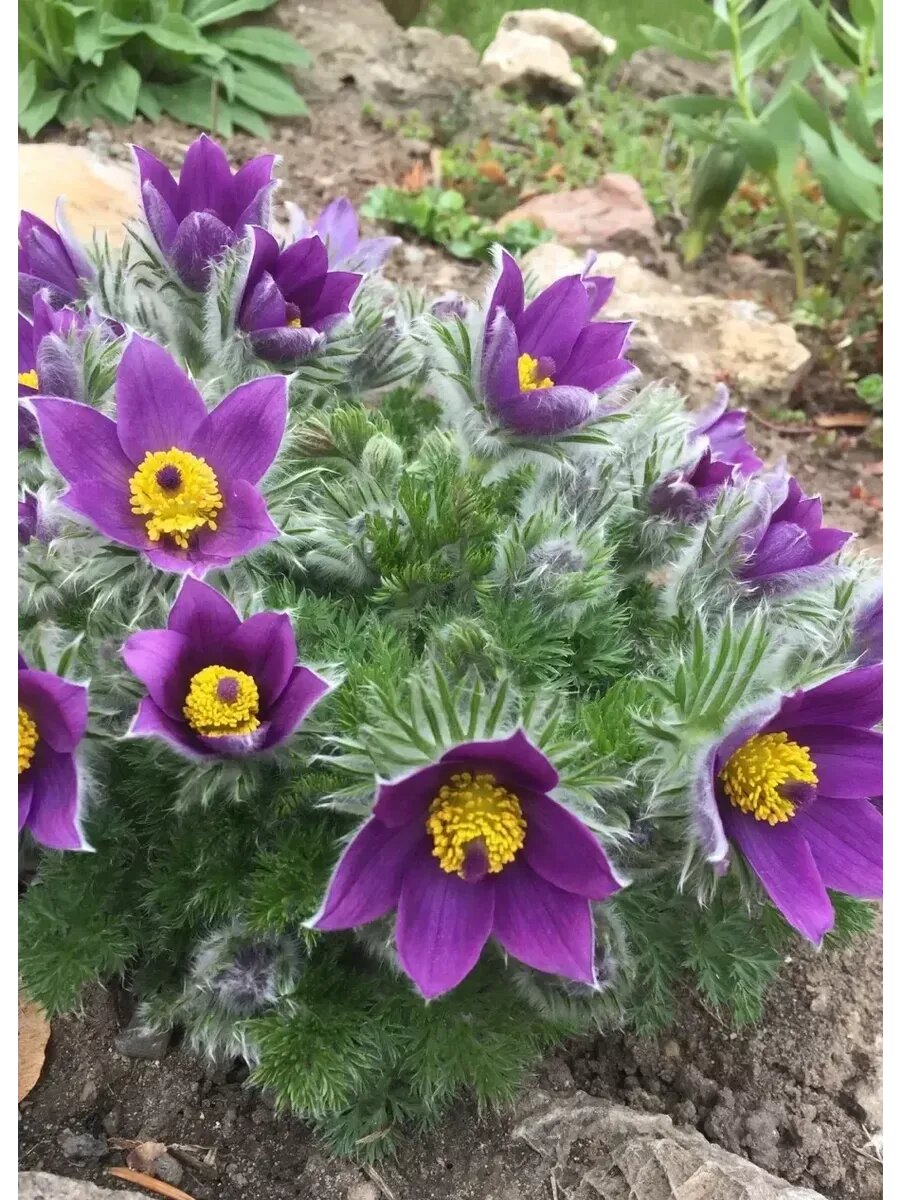 Саженцы Прострела обыкновенного Садовые Растения, многолетние цветы, до 1 года