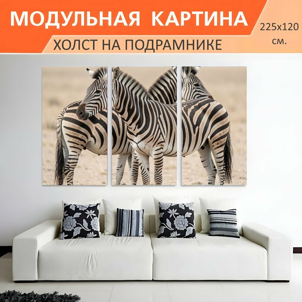 Модульная картина на холсте "Две зебры на саванне. Африканские полосатые животные на фоне светлой пустынной равнины, натуральные." триптих на подрамнике 225х120 см. для интерьера