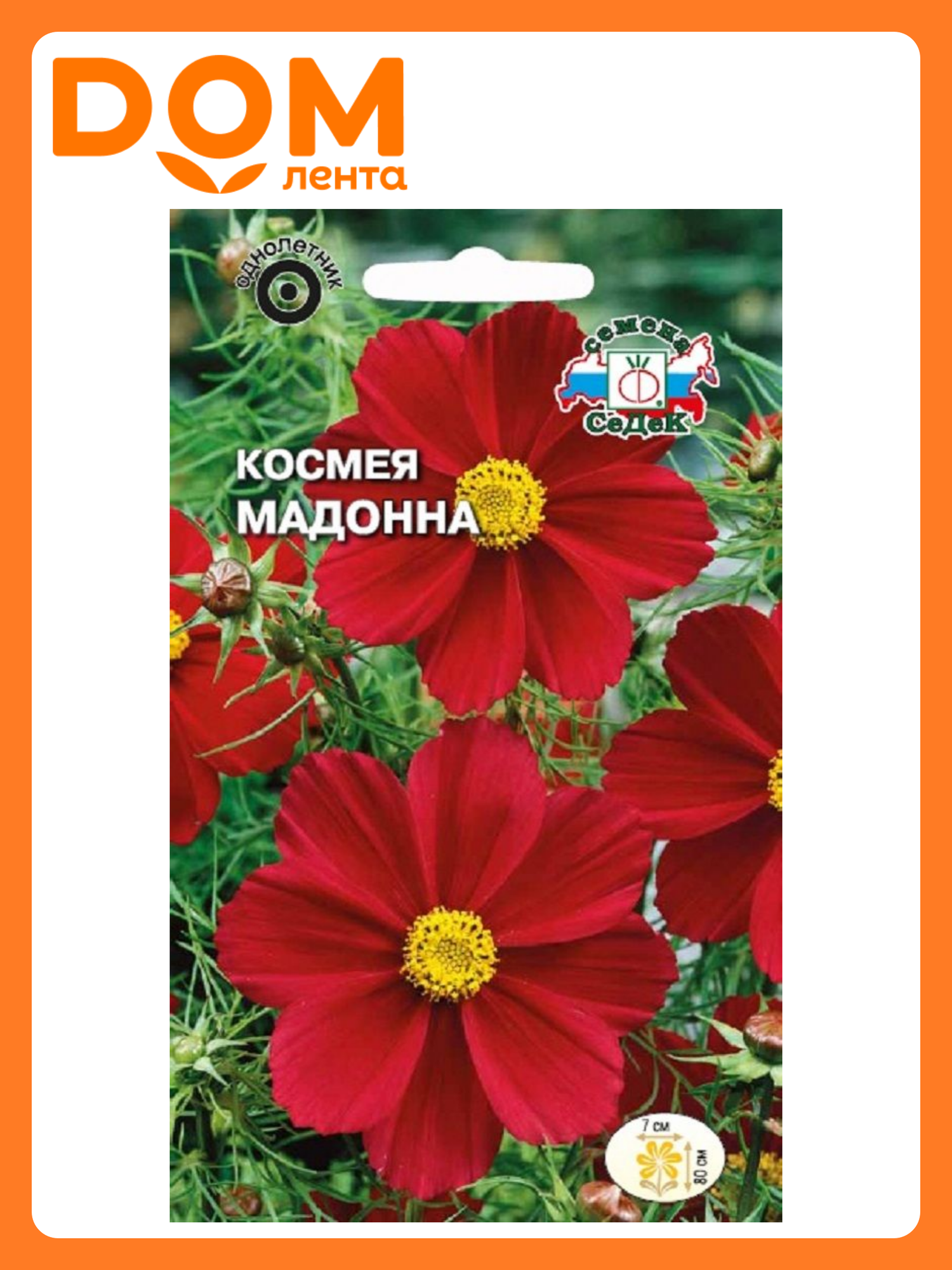 Цветок Космея Мадонна