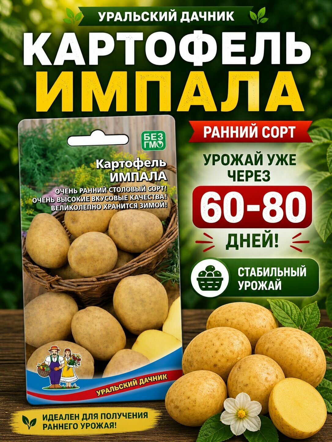 Семена картофеля Импала, раннеспелый сорт, высокий урожай, Уральский дачник