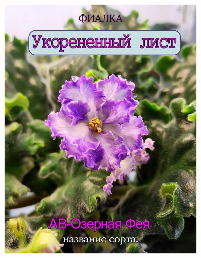 Фиалка комнатная сорт АВ-Озерная Фея (укорененный лист)