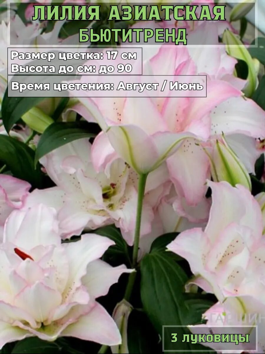 Лилия азиатская , луковицы 3 штуки