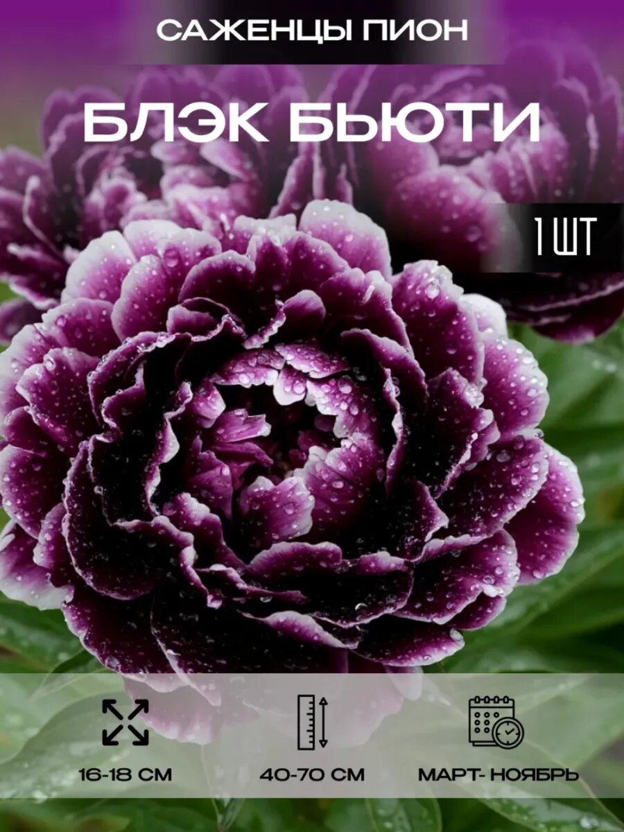 Пиона Блэк бьюти