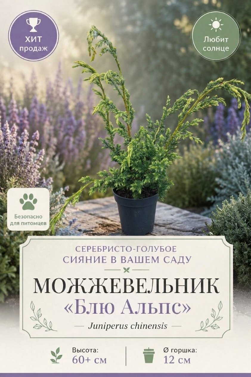 Можжевельник китайский Блю Альпс / Juniperus chinensis Blue Alps живое хвойное растение для сада, дачи и ландшафтного дизайна