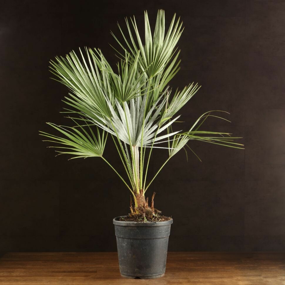 Комнатное растение LuxuryPlants пальма Хамеропс 90/24 приземистый