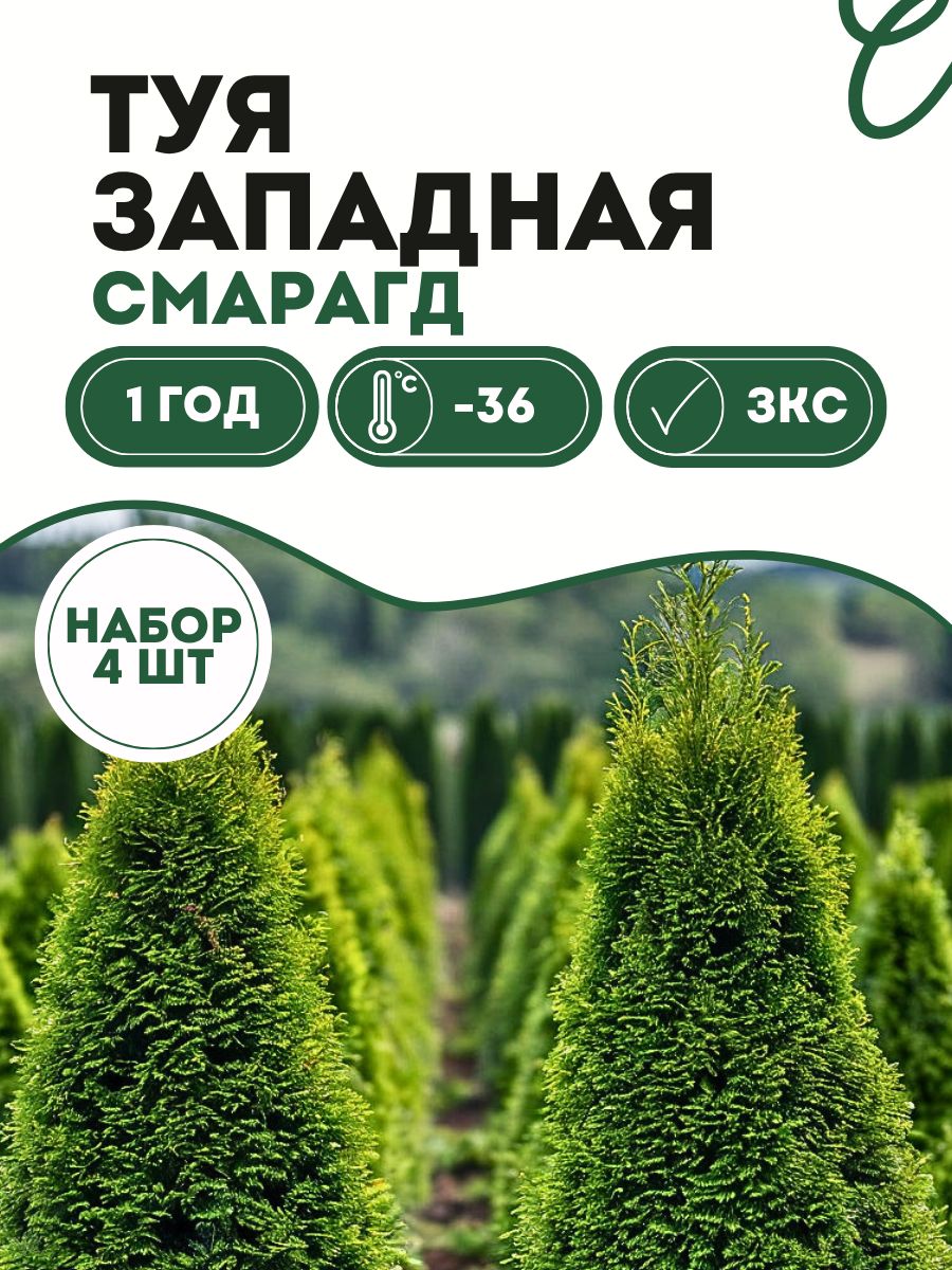 Туя P9 Западная Смарагд 4 шт. Саженец с ЗКС в горшке! Идеально для сада!