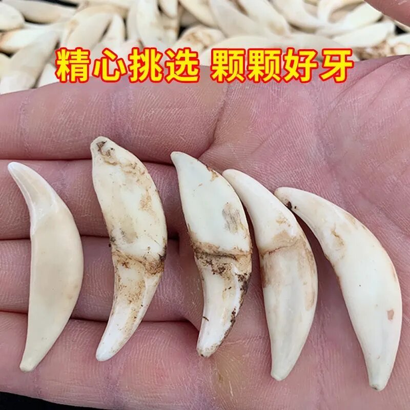 Славянский оберег Волчий Клык, магический кулон-амулет зуб волка 4 см, талисман силы и защиты для мужчин и женщин, эзотерический подарок