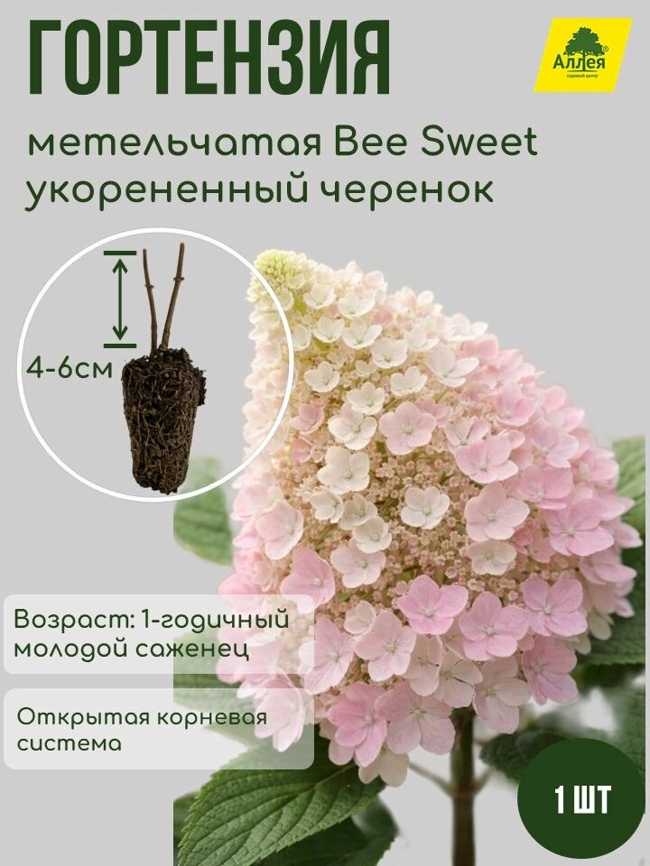 Гортензия метельчатая Bee Sweet укорененный черенок 1шт