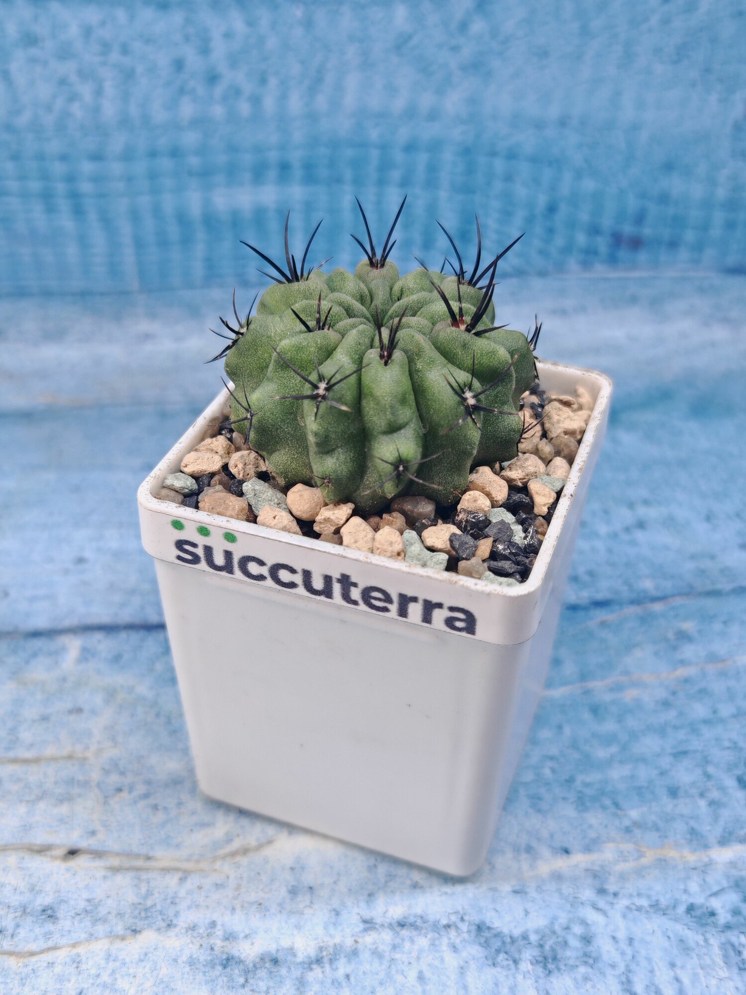 Кактус Neoporteria Paucicostata (Неопортерия). Диаметр горшка 5 см. Субстрат Succuterra Classic и фирменный горшочек в комплекте.