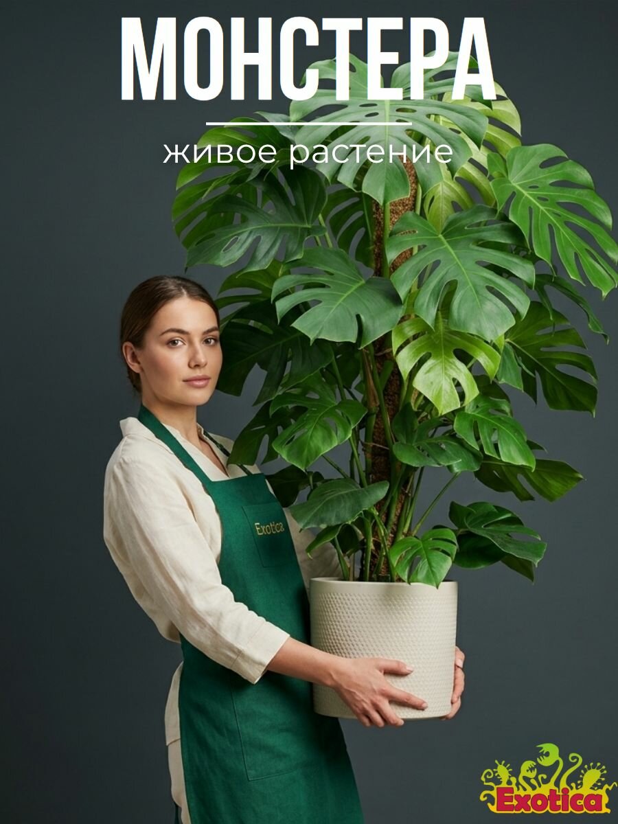 Монстера Деликатесная, или Монстера Делициоза (Monstera Deliciosa) D6см, растение в горшке