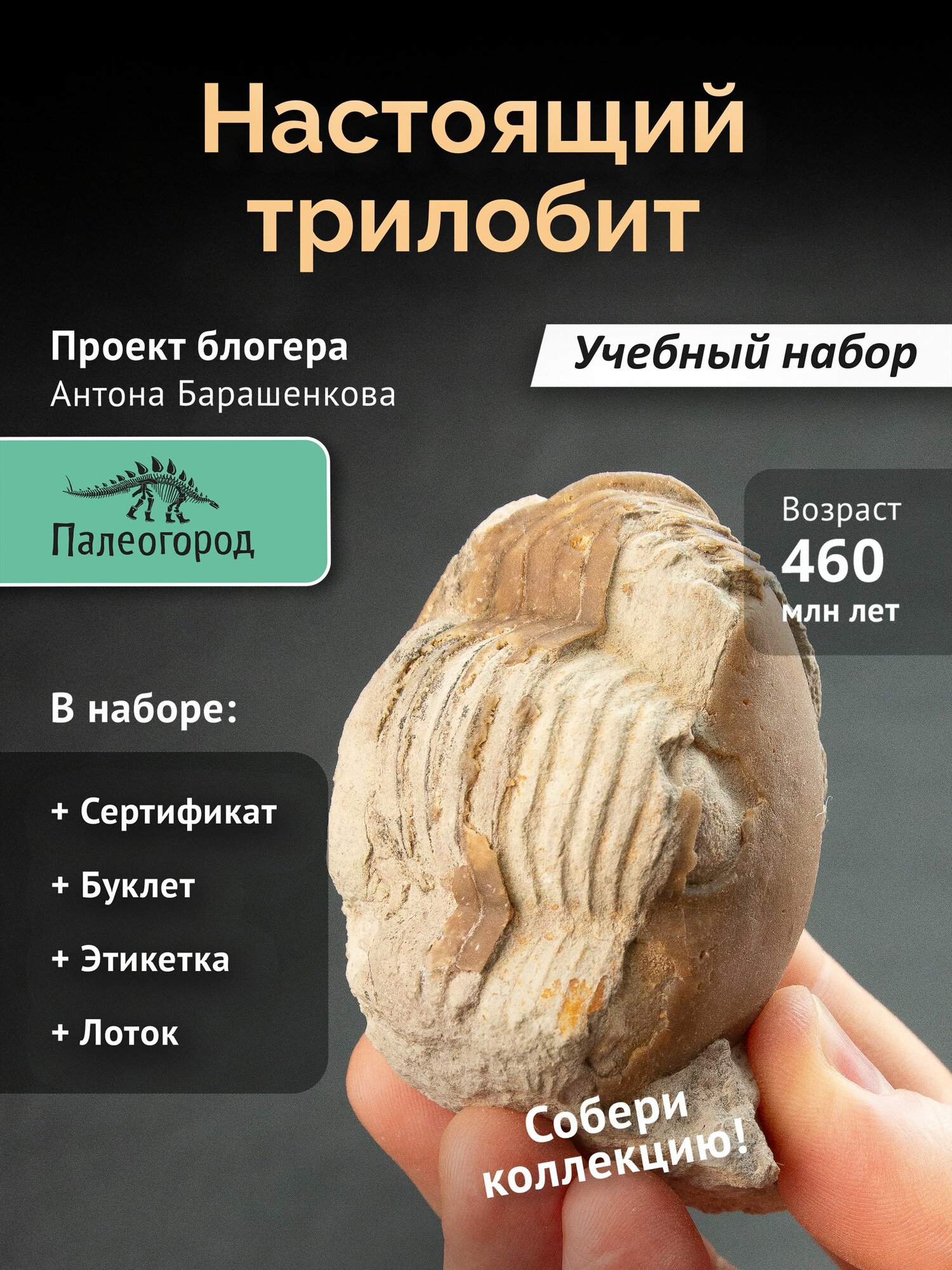 Набор палеонтолога (образец №573). Трилобит Illaenus sinuatus VF. Необычный подарок мальчику, девочке, подростку. Опыты и раскопки.