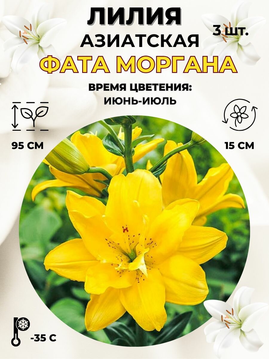 Лилия азиатская, луковицы 3 штуки