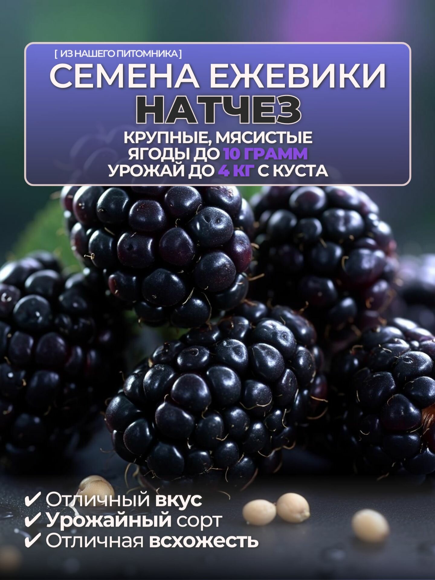Семена ежевики Натчез, 15 шт.