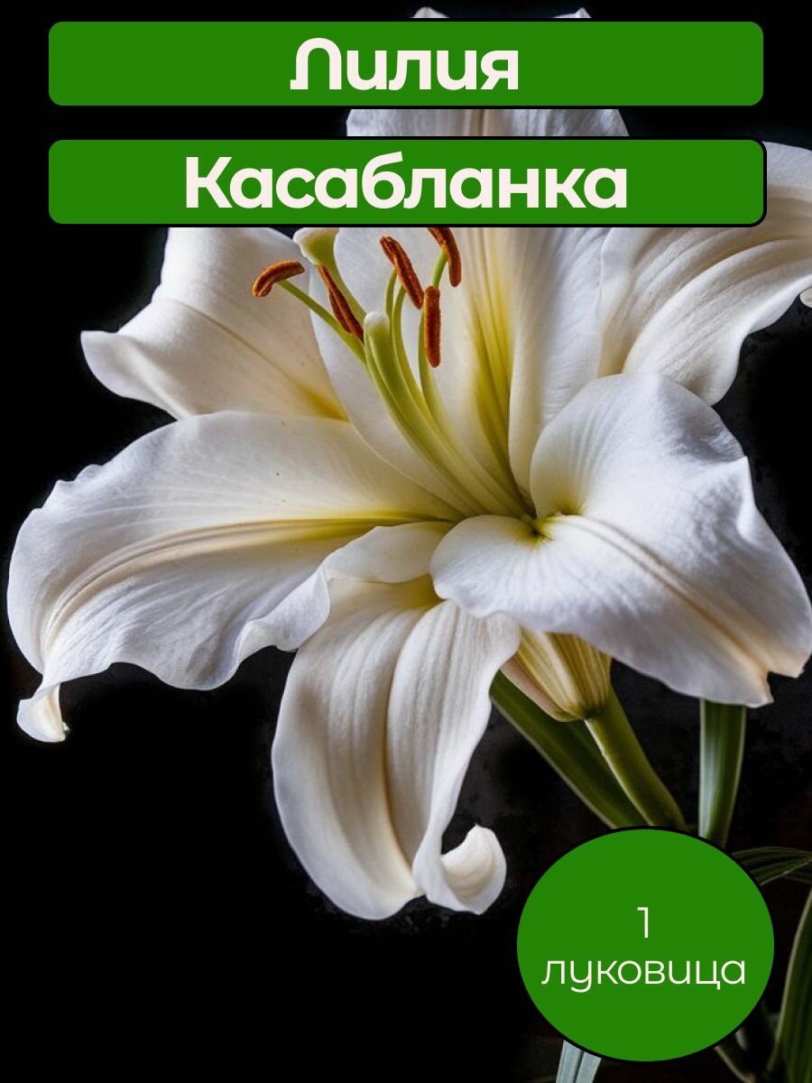 Луковицы Лилии Касабланка 1 шт
