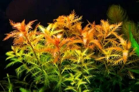 Живое аквариумное растение Proserpinaca palustris (Русский зонт) для среднего/заднего плана, 1 пучок
