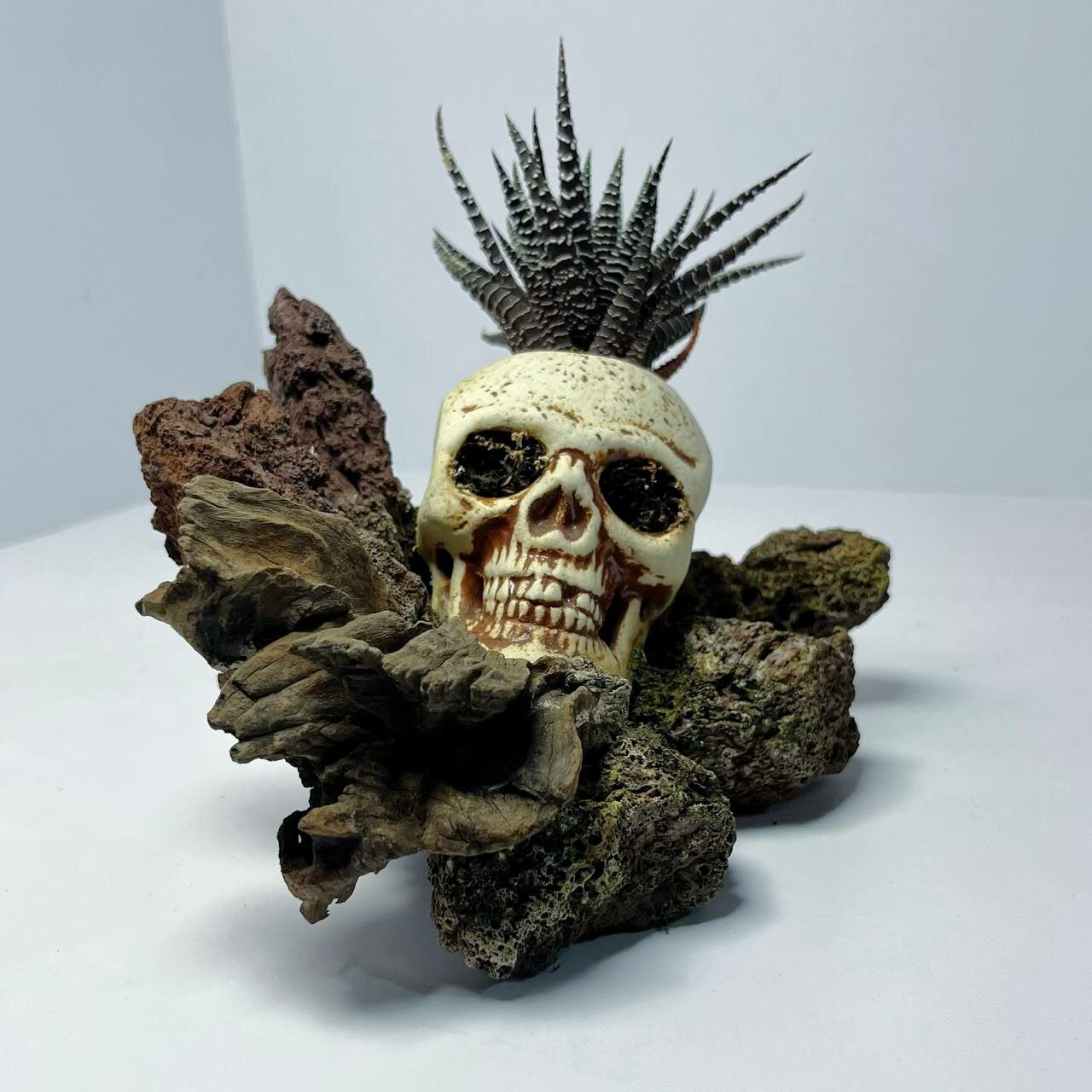 Композиция с живыми растениями-суккулентами хавортией в керамическом черепке. Натуральные камни и коряги.