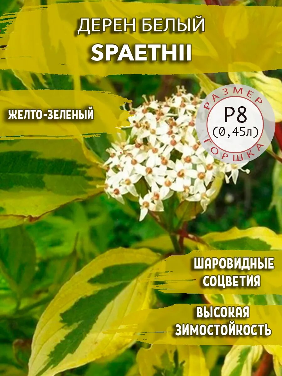 Садовые Растения Дерен белый Spaethii, многолетний, высота 2.5 м