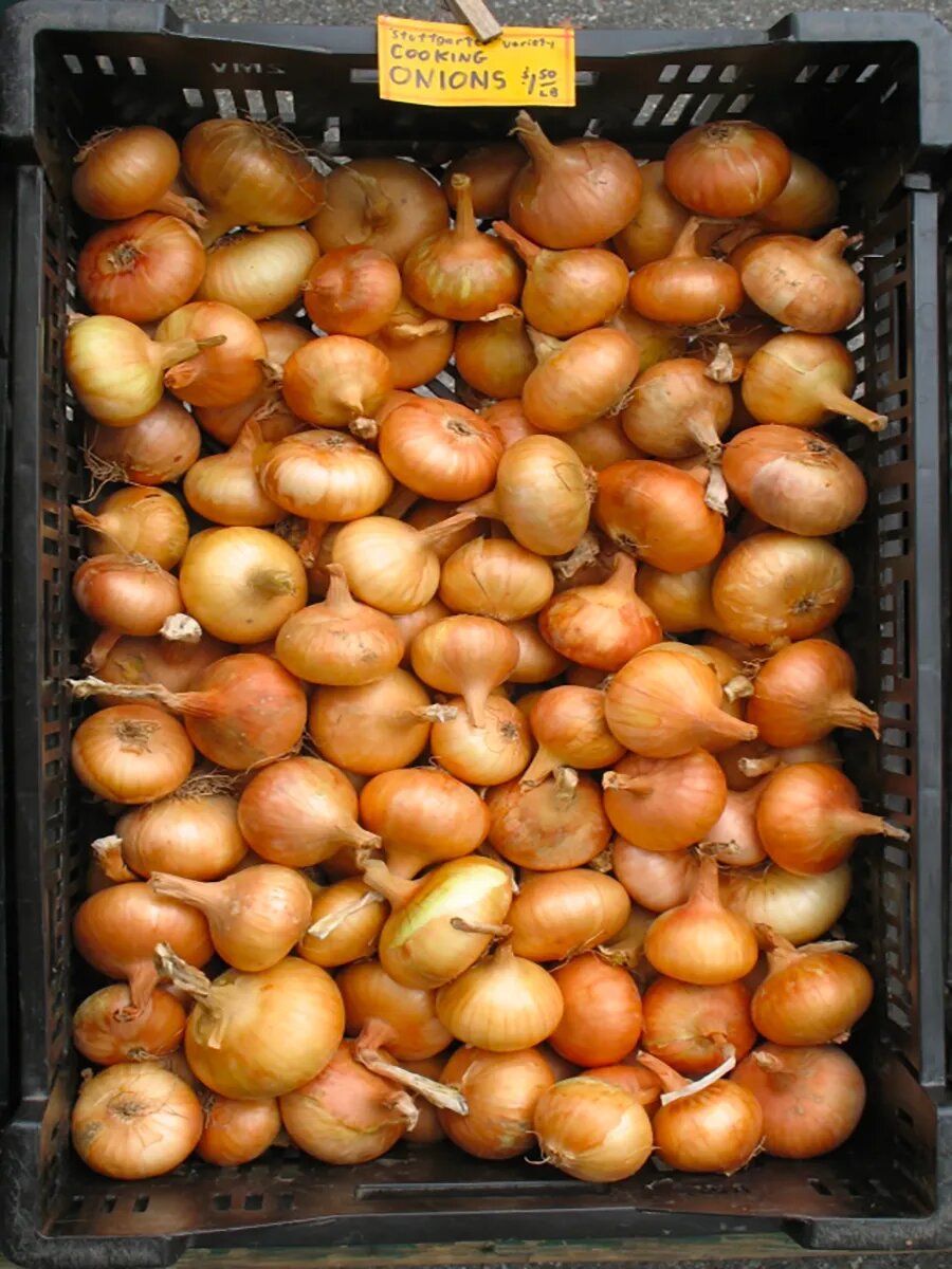 Лук-севок Штуттгартер Ризен 14/21 0,5кг