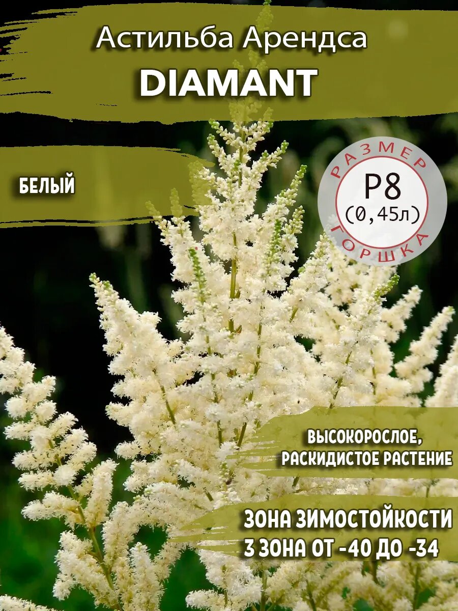 Астильба Арендса Diamant