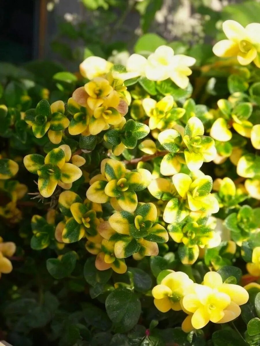 Тимьян лимоннопахнущий Aureus