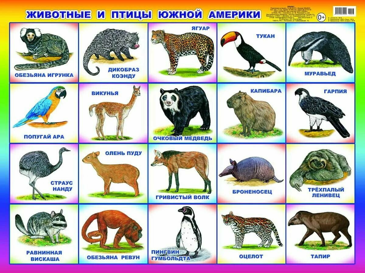 Плакат А2 "Животные и птицы Южной Америки" 00048 "Леда"