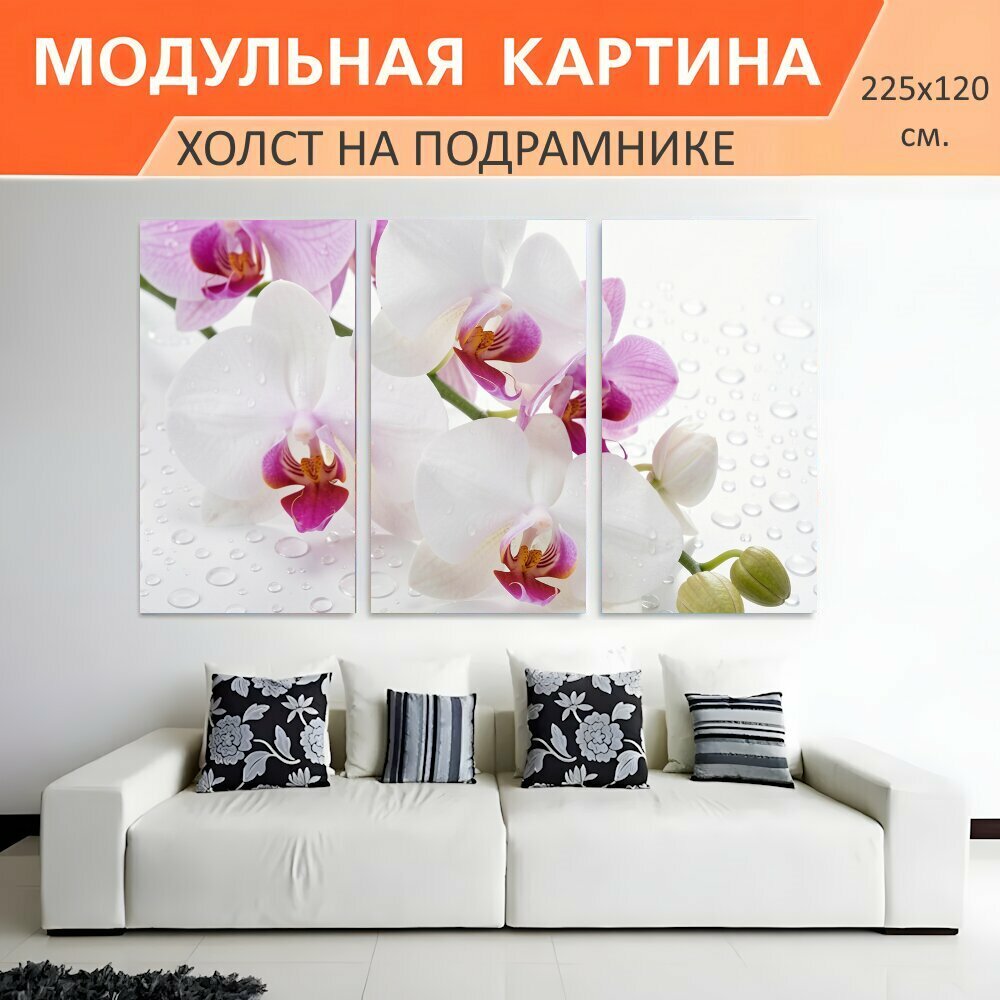 Модульная картина на холсте "Белые и розовые орхидеи. Нежная флористическая композиция с белоснежными и лилово-розовыми цветами на." триптих на подрамнике 225х120 см. для интерьера
